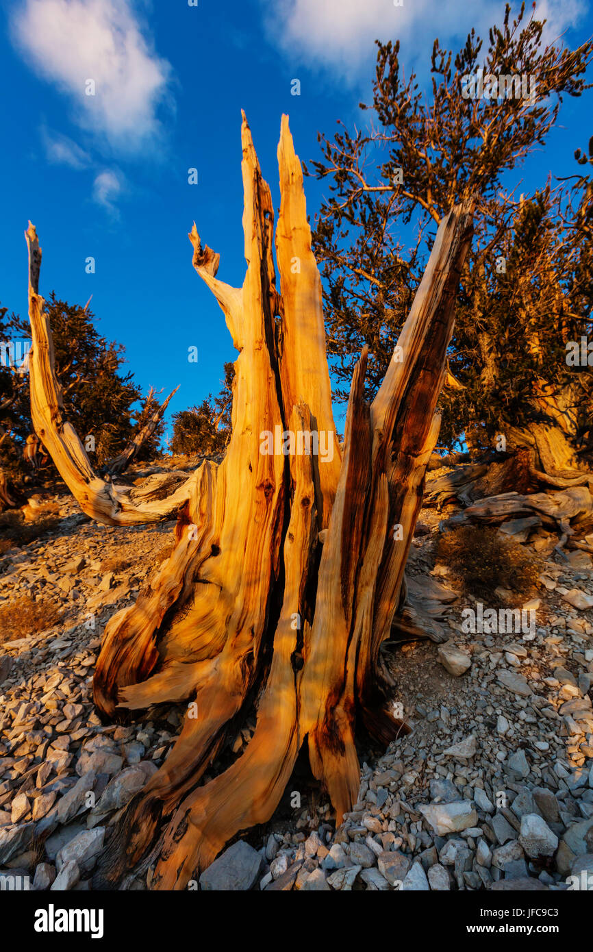 Twisted white pine tree growing hi-res stock photography and images - Alamy