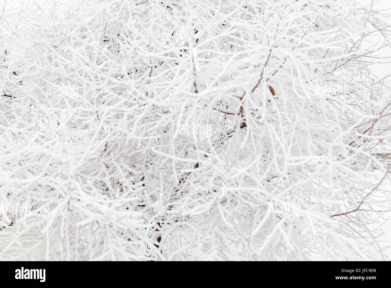 Ice frozen tree hi-res stock photography and images - Alamy