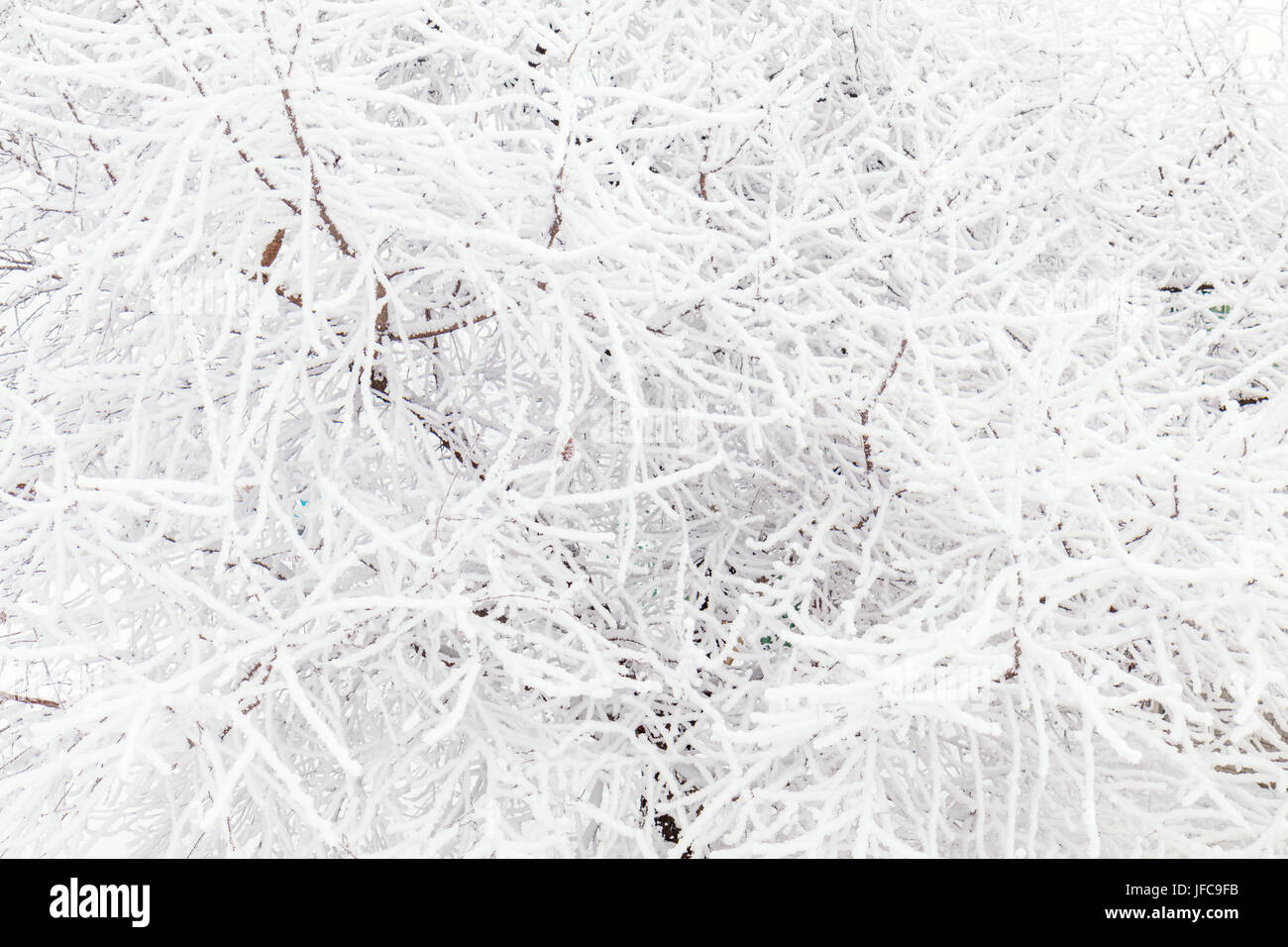 Ice frozen tree hi-res stock photography and images - Alamy
