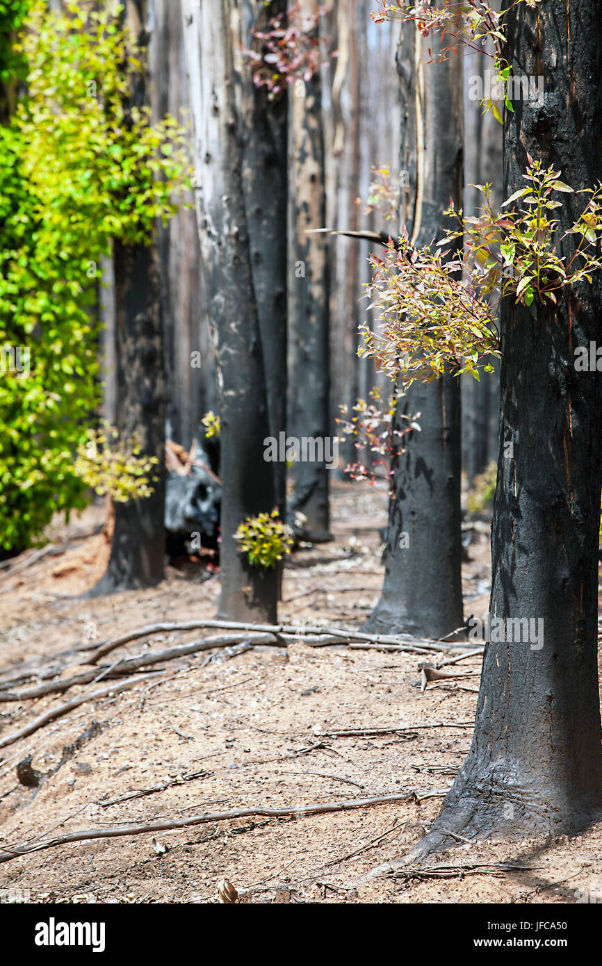 After a forest fire in South Africa Stock Photo - Alamy