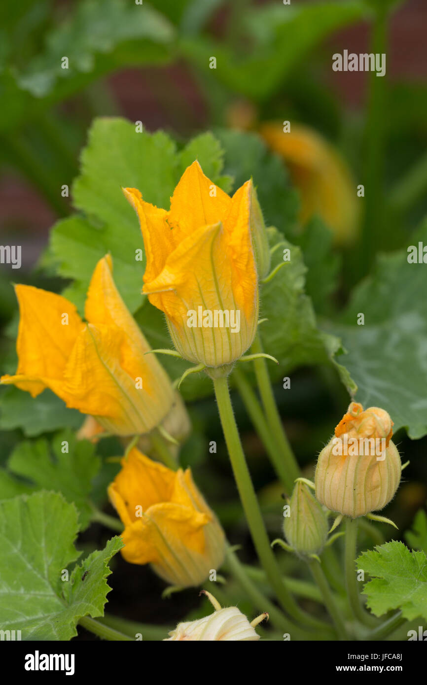 Courgette container growing hi-res stock photography and images - Alamy