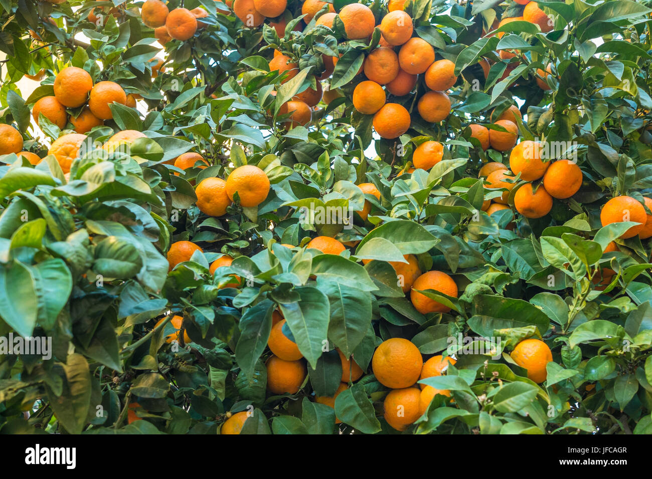 Orange trees loaded with fresh fruit ready to be harvested Stock Photo ...