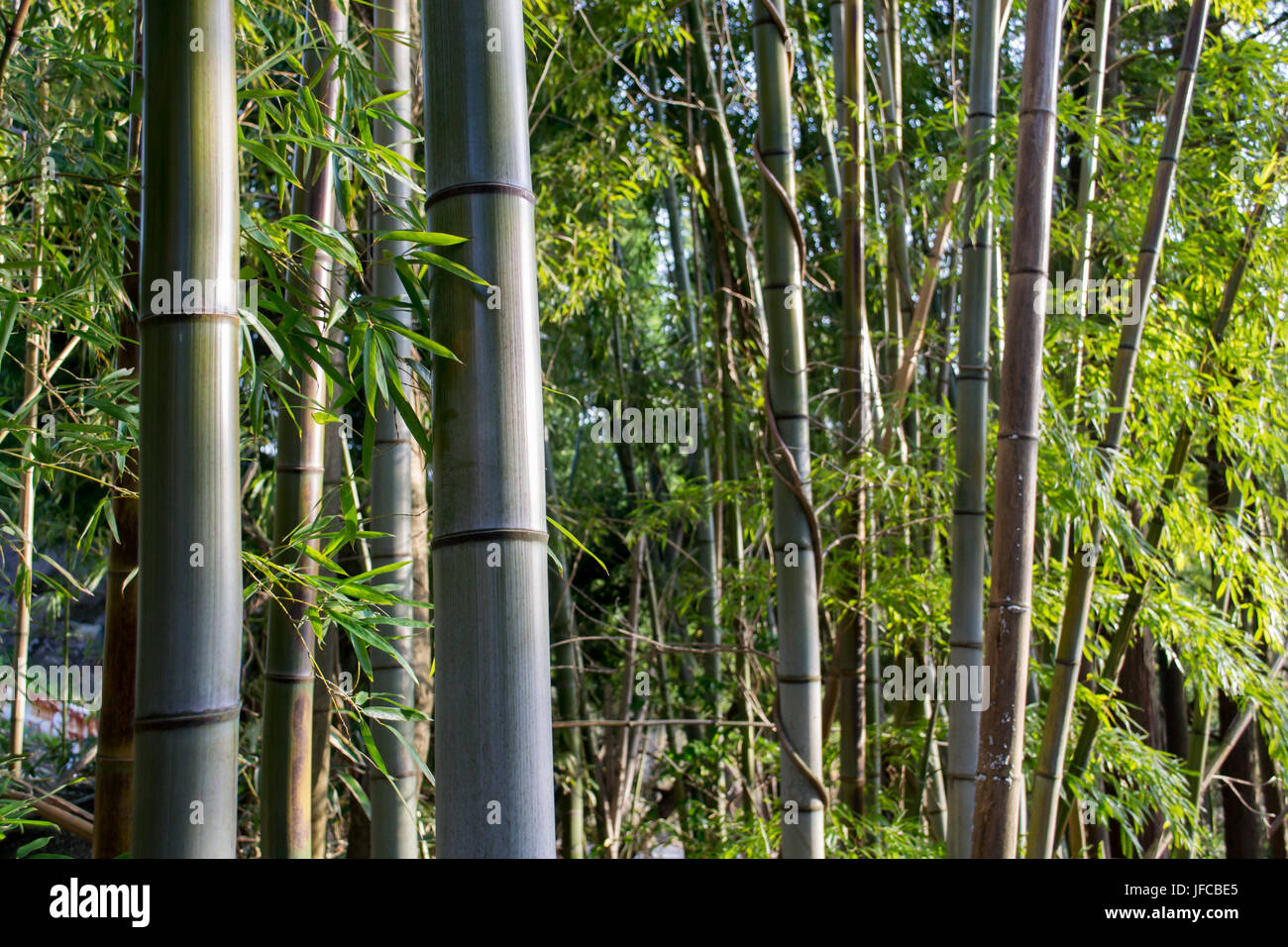 Small bamboo shoots hi-res stock photography and images - Alamy