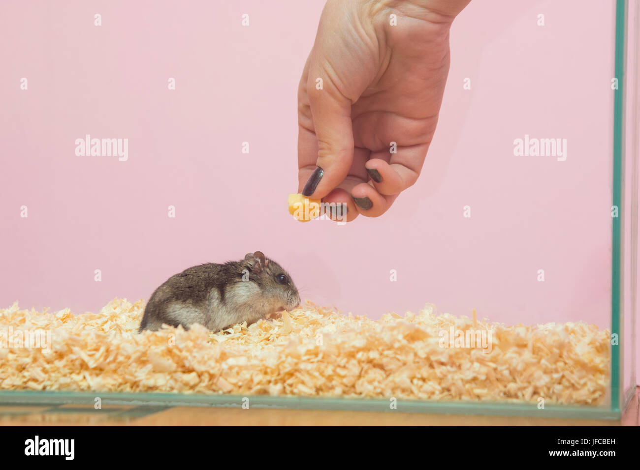 She feeds the hamster cheese, close-up Stock Photo - Alamy