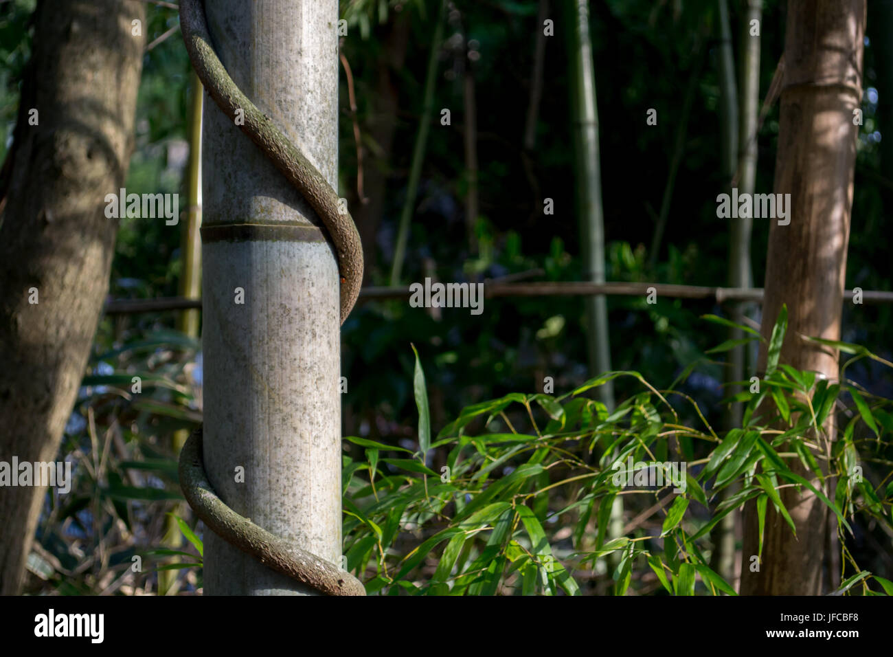 Bamboo with spiraling vine in Hakone, Ashigarashimo District, Kanagawa ...