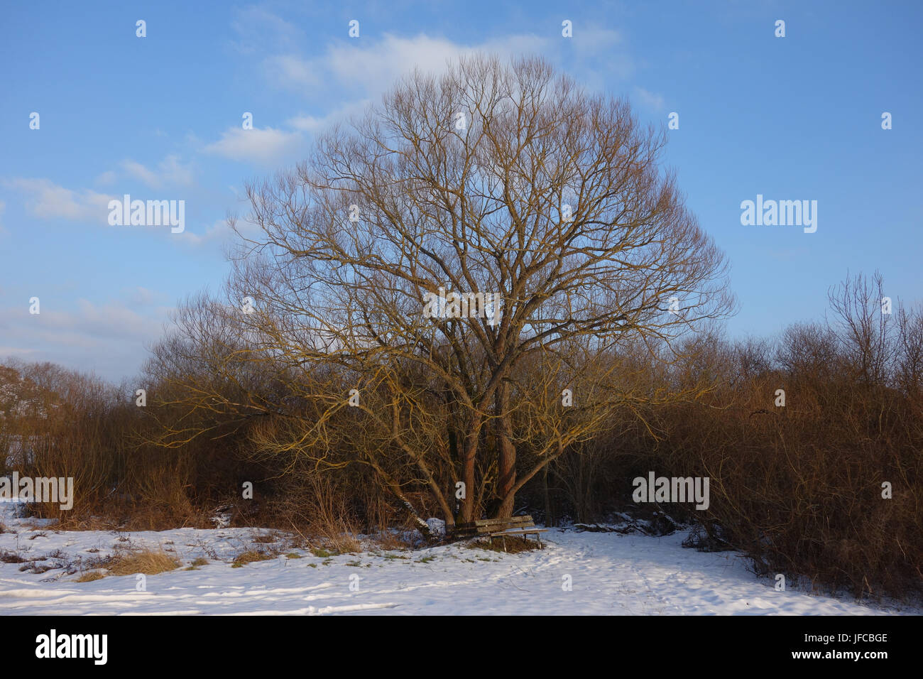 White willow flower salix alba hi-res stock photography and images - Alamy