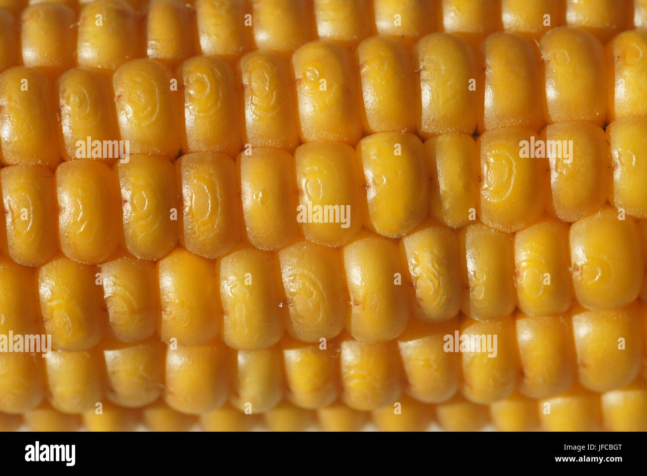 Zea mays, Maize Stock Photo - Alamy