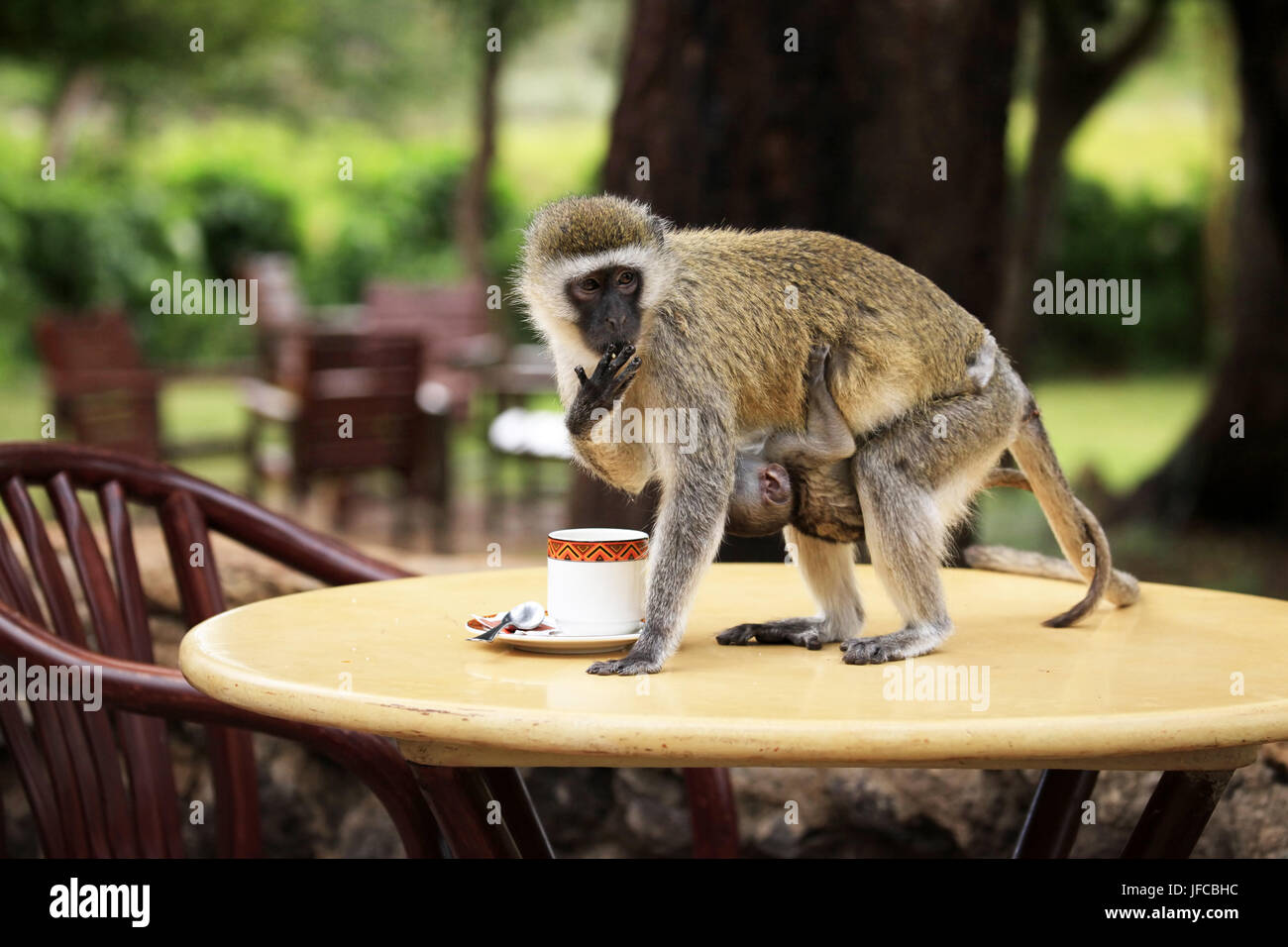 Monkey with a baby drinking from a cup Stock Photo - Alamy