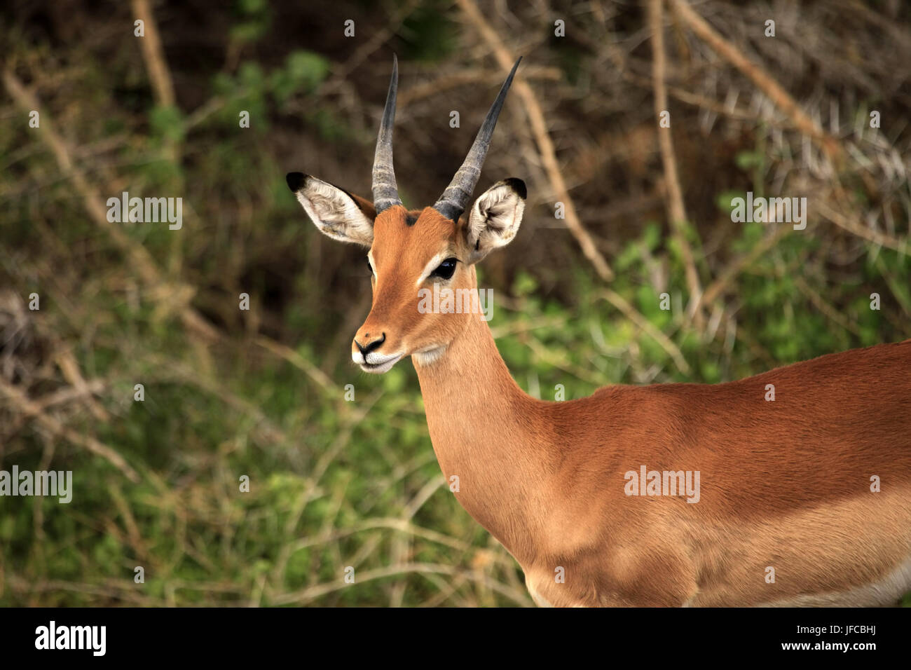 Impala national park hi-res stock photography and images - Alamy