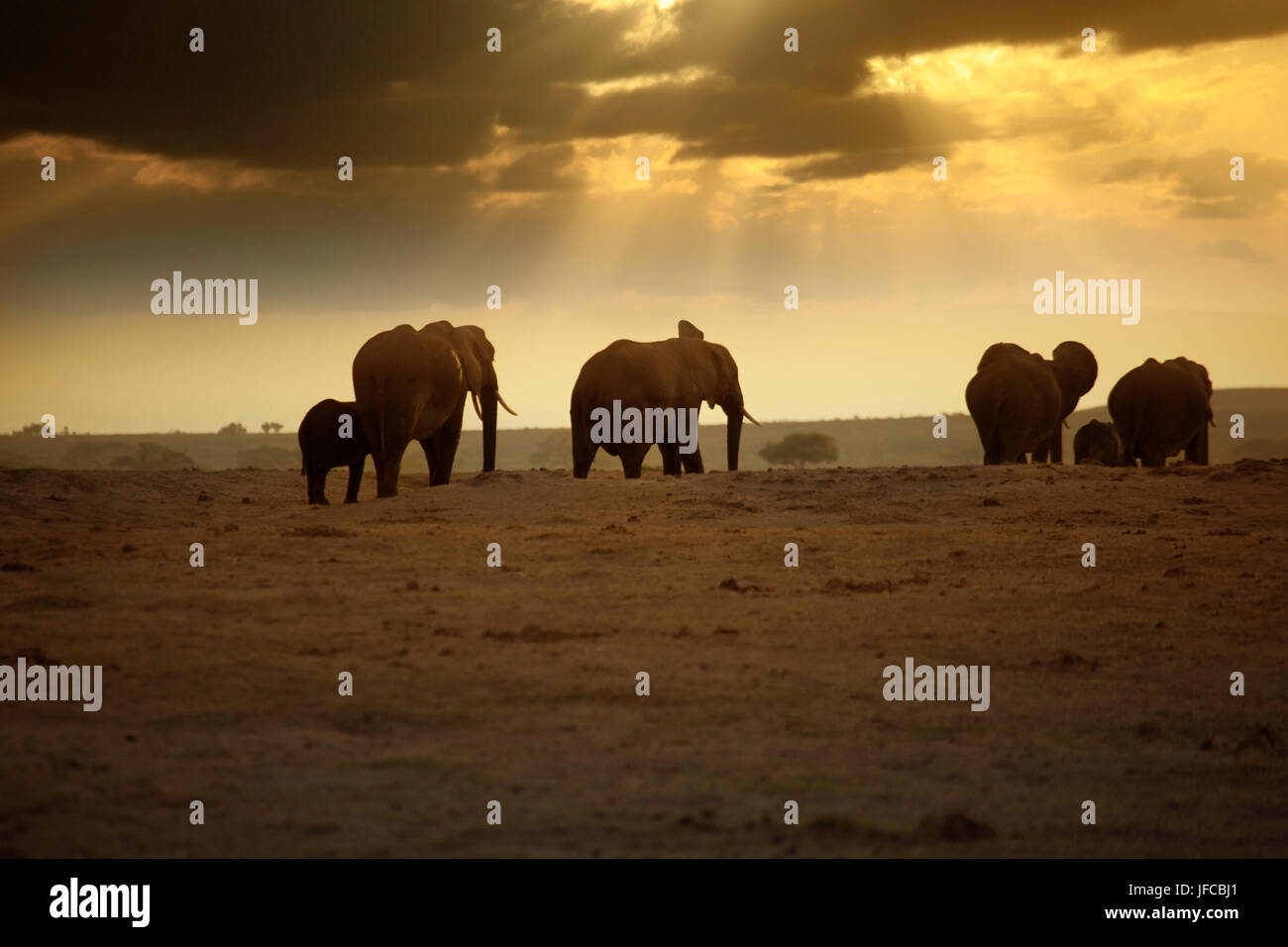 Elephants in Amboseli national park Stock Photo - Alamy