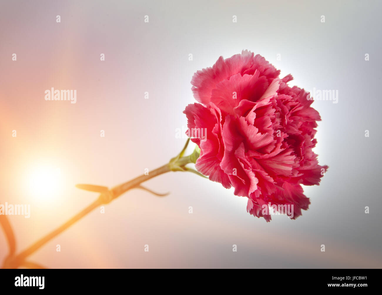 Single red carnation hi-res stock photography and images - Alamy