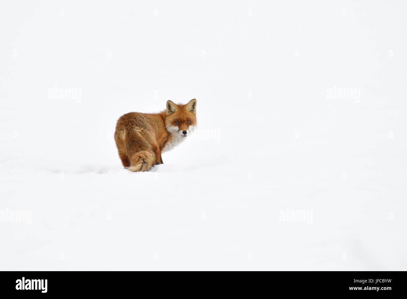Fox eating sheep hi-res stock photography and images - Alamy
