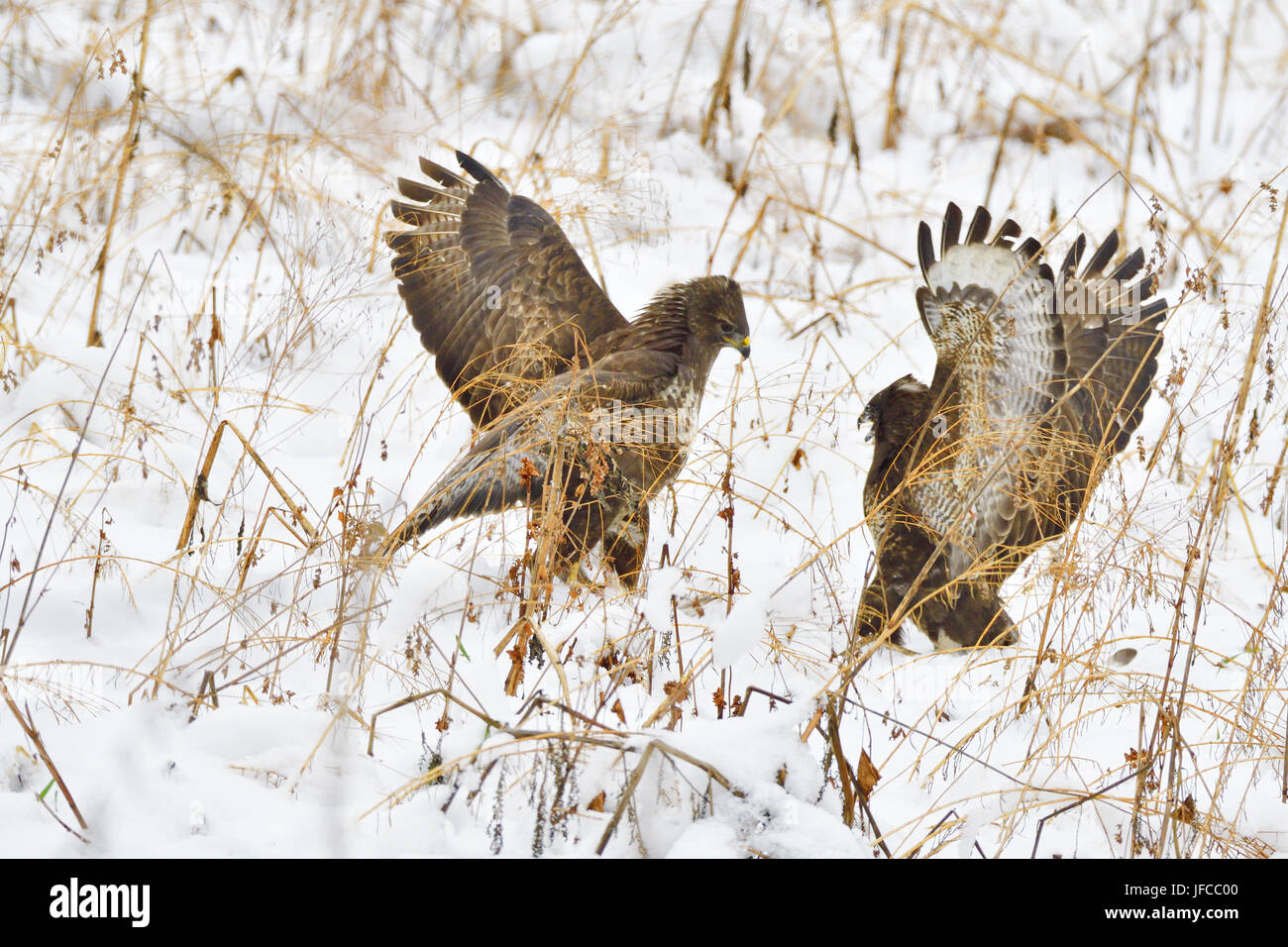 Buzzard fight hi-res stock photography and images - Alamy