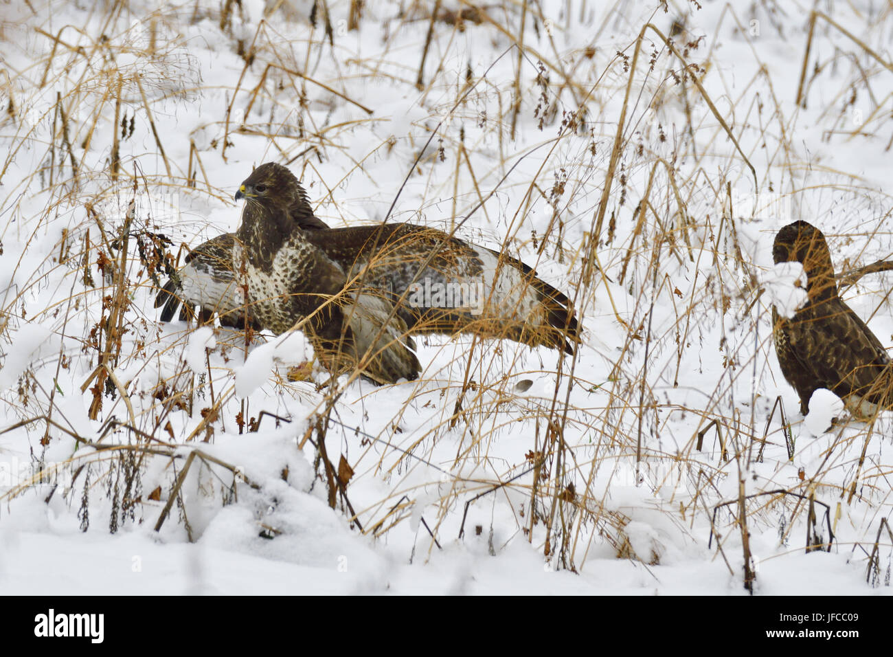 Common buzzard hawk hi-res stock photography and images - Alamy