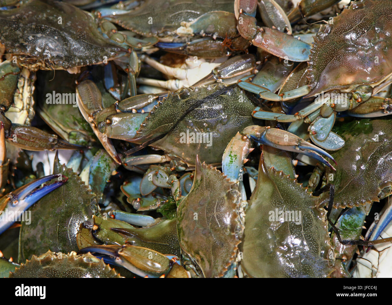 Small crabs hi-res stock photography and images - Alamy