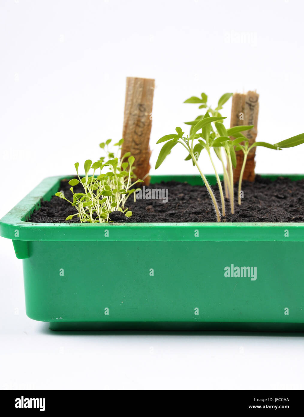 Different seedlings being cultivated Stock Photo - Alamy