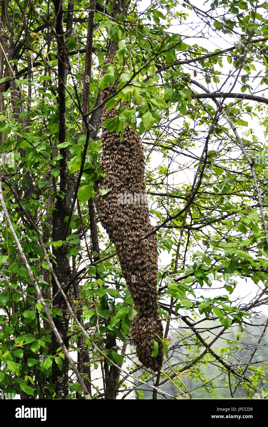 Swarm of bees Stock Photo - Alamy