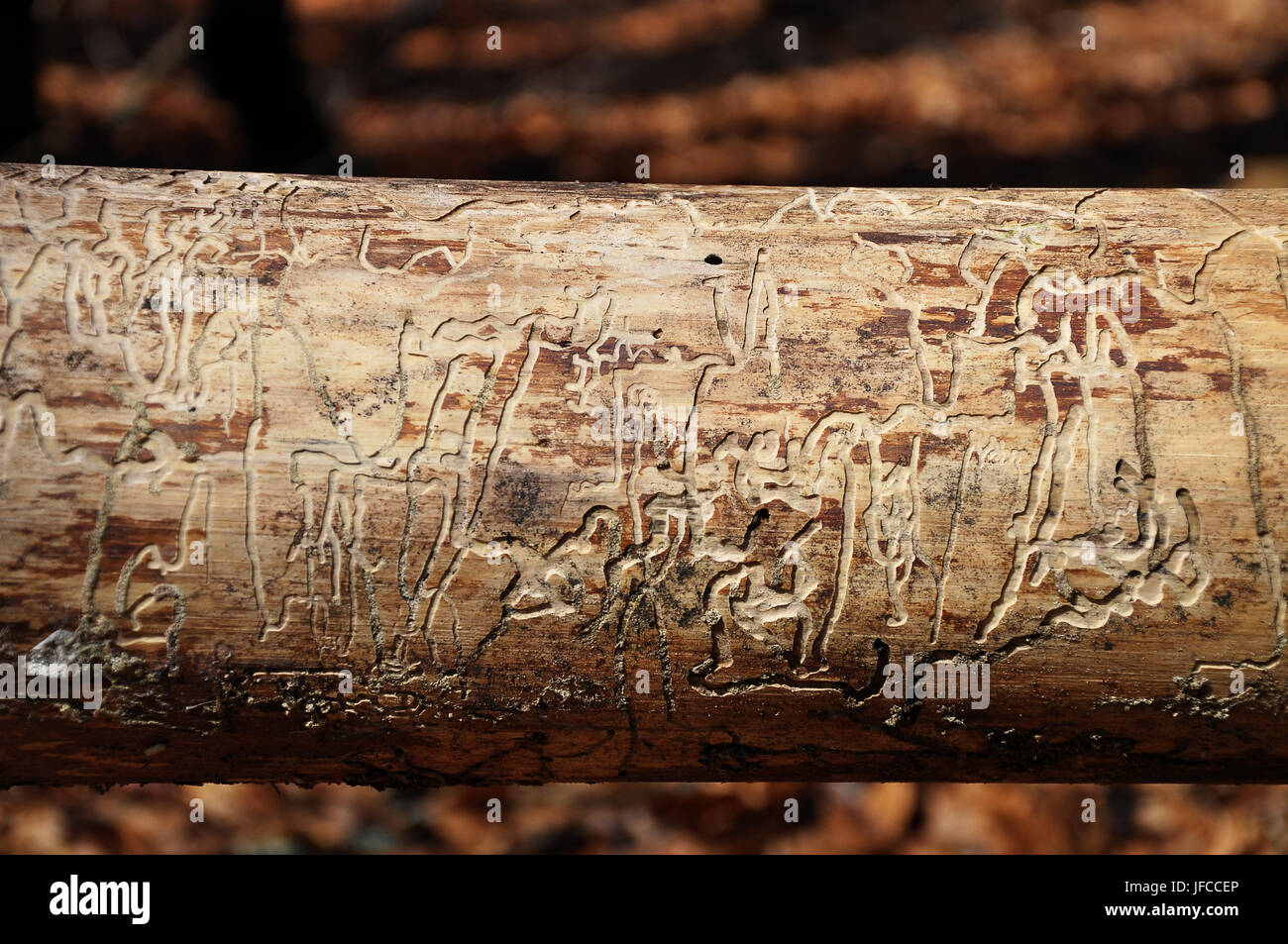 Bark beetle traces Stock Photo - Alamy