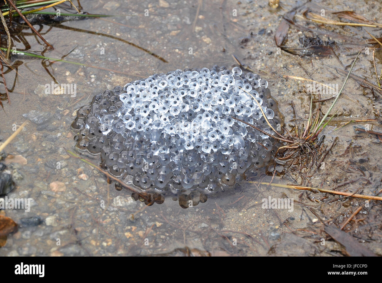 Amphibian spawning waters hi-res stock photography and images - Alamy
