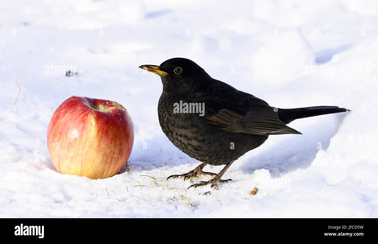 bird; blackbird; merl; merle Stock Photo - Alamy