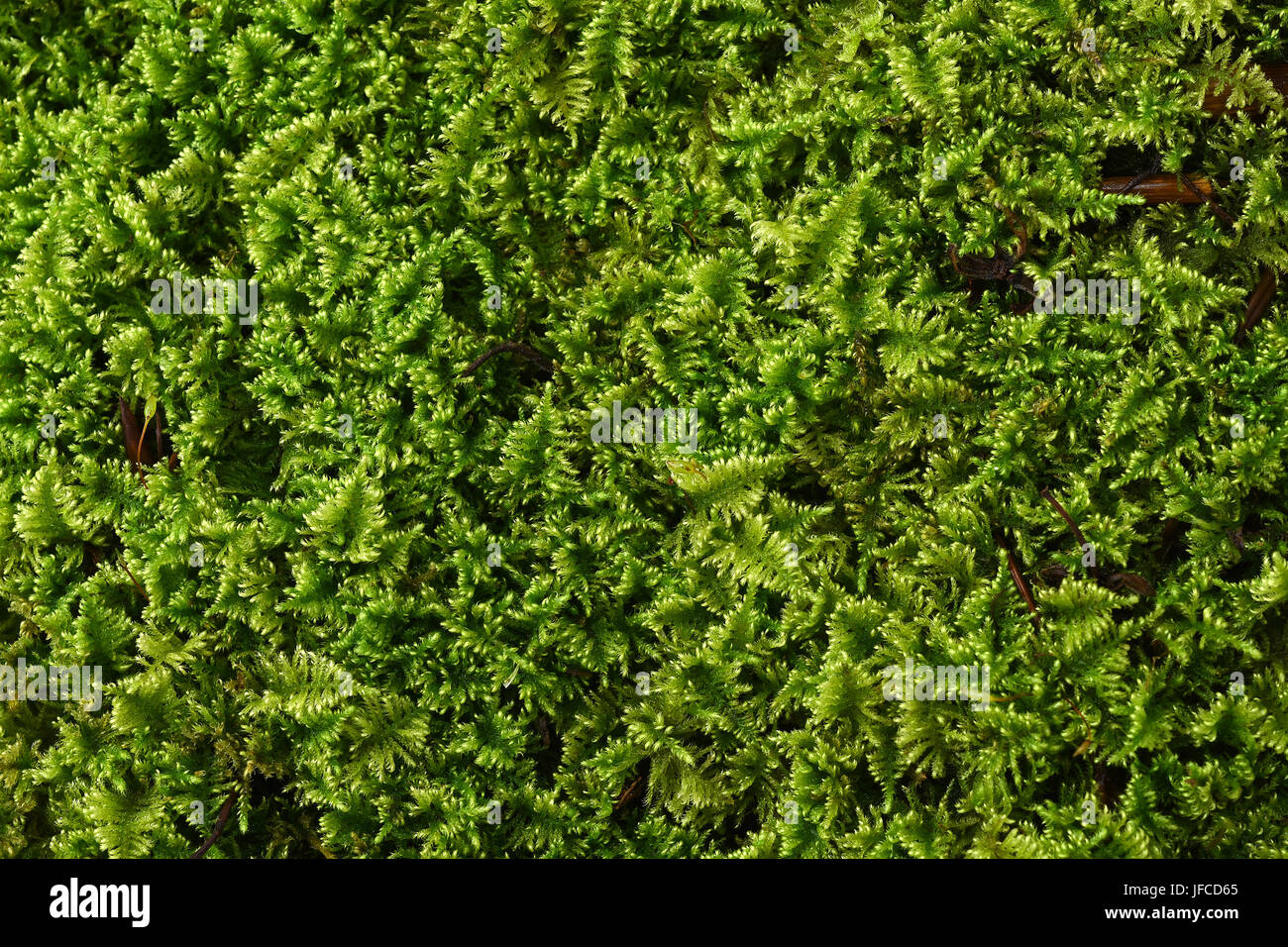 Molluscum hi-res stock photography and images - Alamy