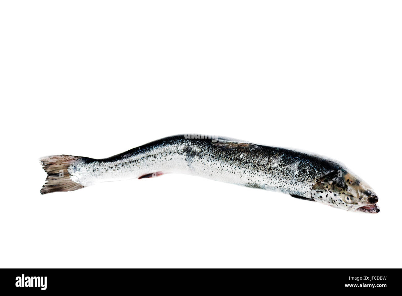 Sea trout hi-res stock photography and images - Alamy
