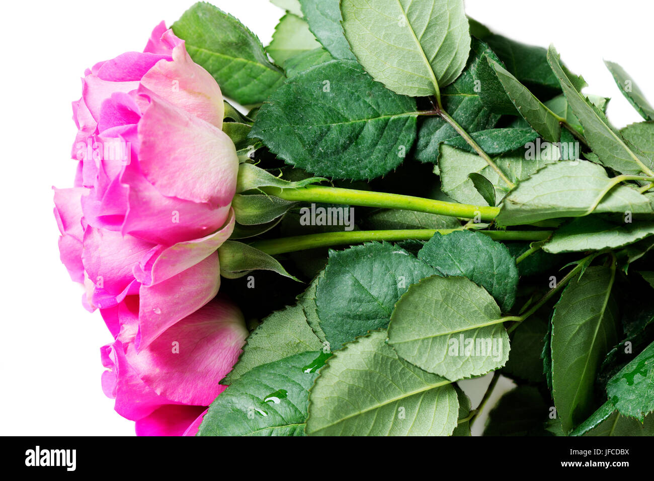 Pink roses isolated on white Stock Photo - Alamy