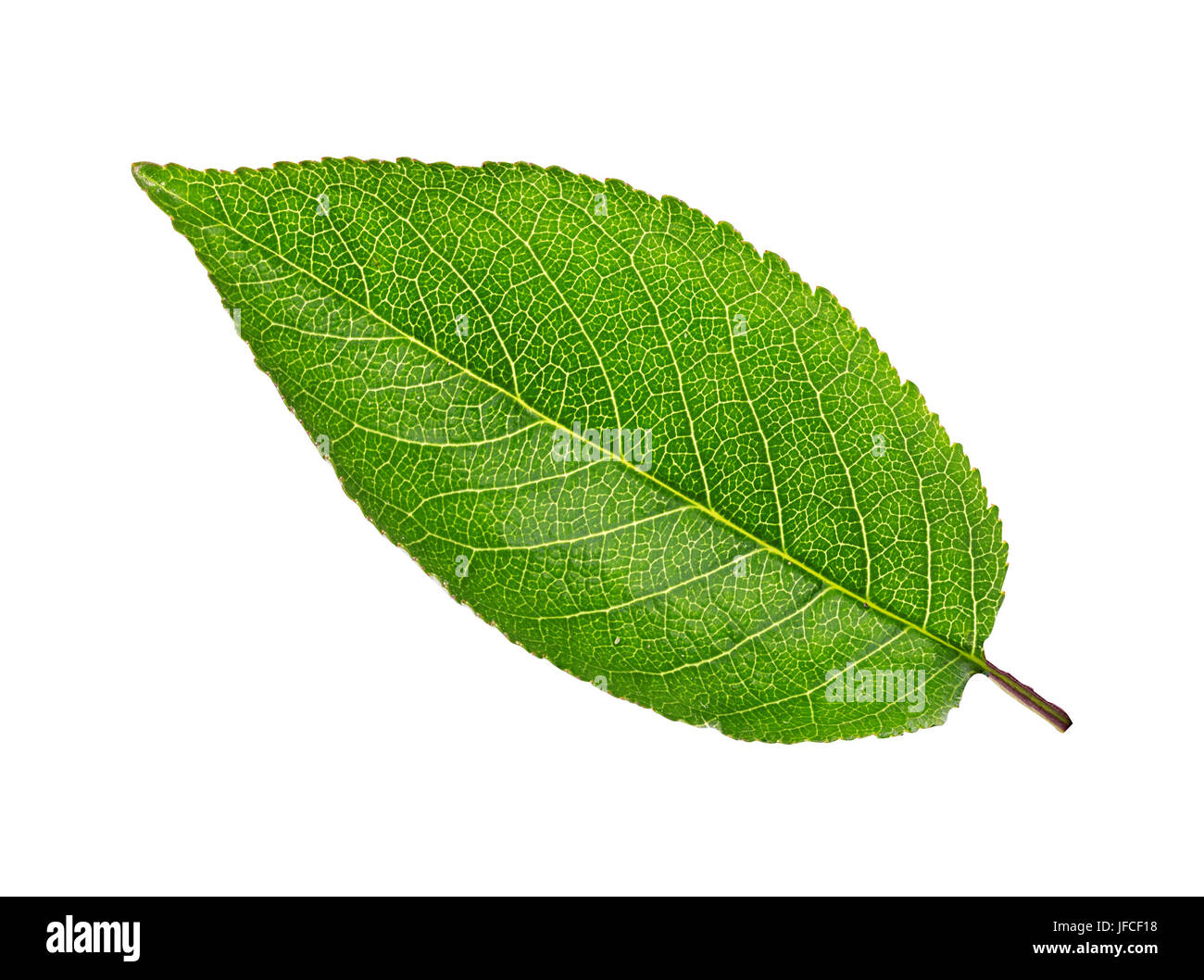 cherry tree leaf isolated on a white background Stock Photo - Alamy