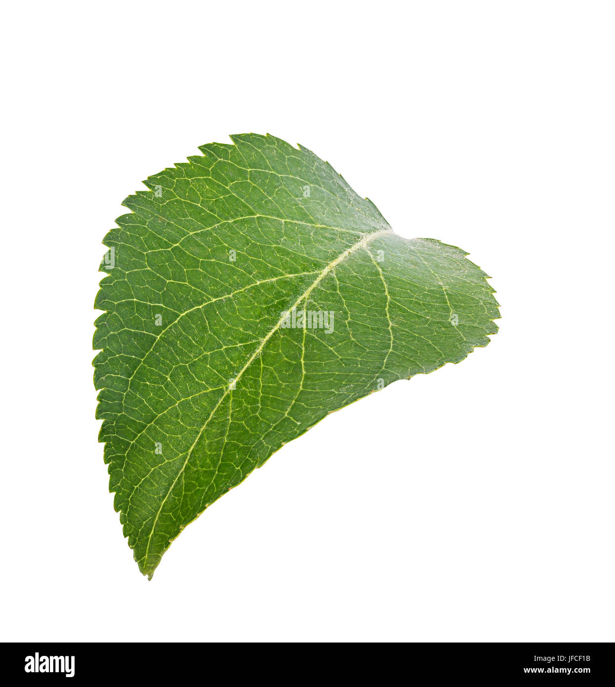 Apple tree leaf isolated on a white background Stock Photo - Alamy