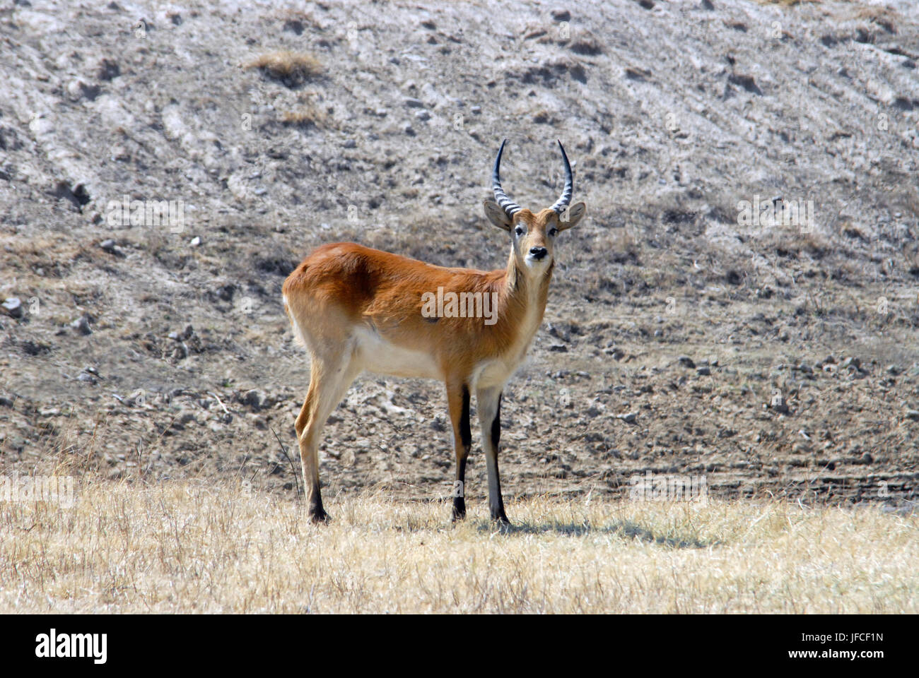 An African Letchwe Antelope standing, looking towards the camera Stock ...