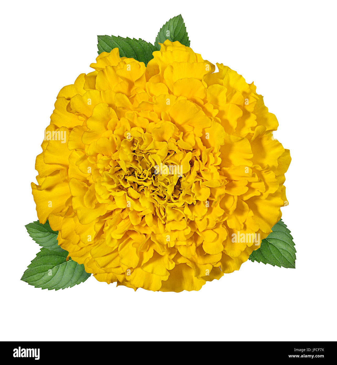 Marigold isolated on white background Stock Photo - Alamy
