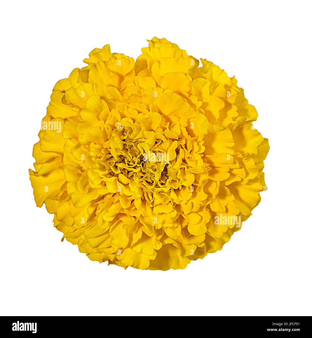 Marigolds Cut Out Stock Images & Pictures - Alamy