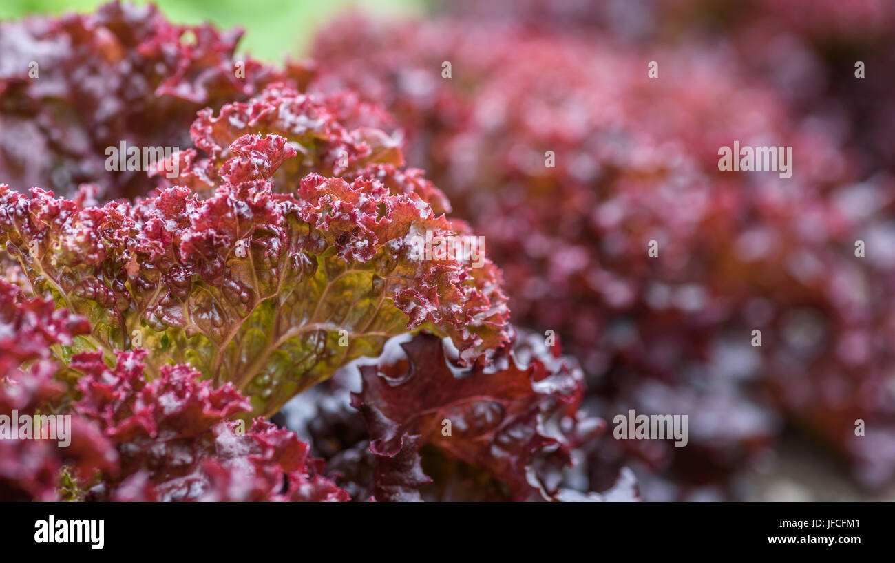 Red "Lollo" lettuce crop growing outdoors Stock Photo - Alamy