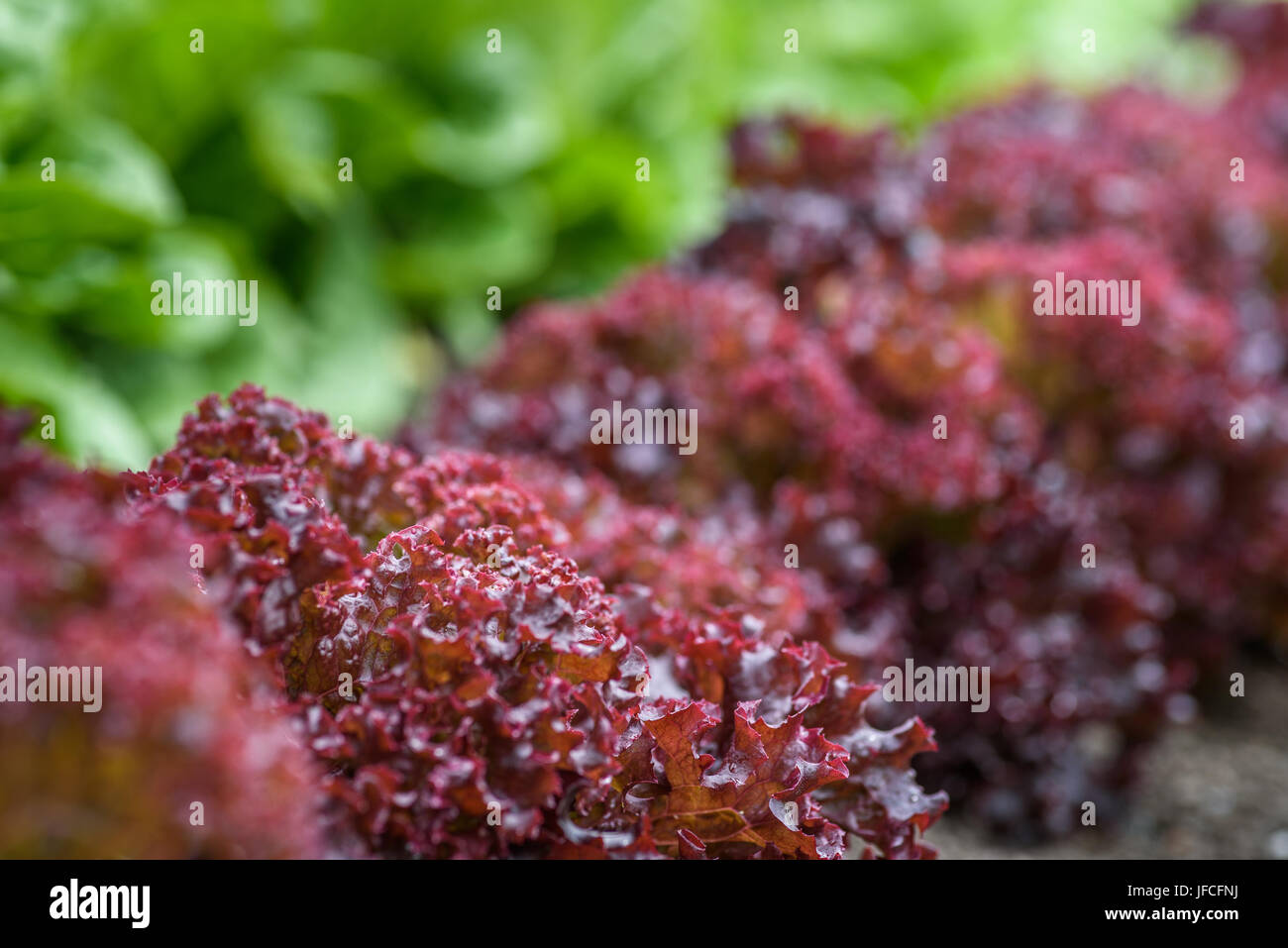 Red "Lollo" lettuce crop growing outdoors Stock Photo - Alamy