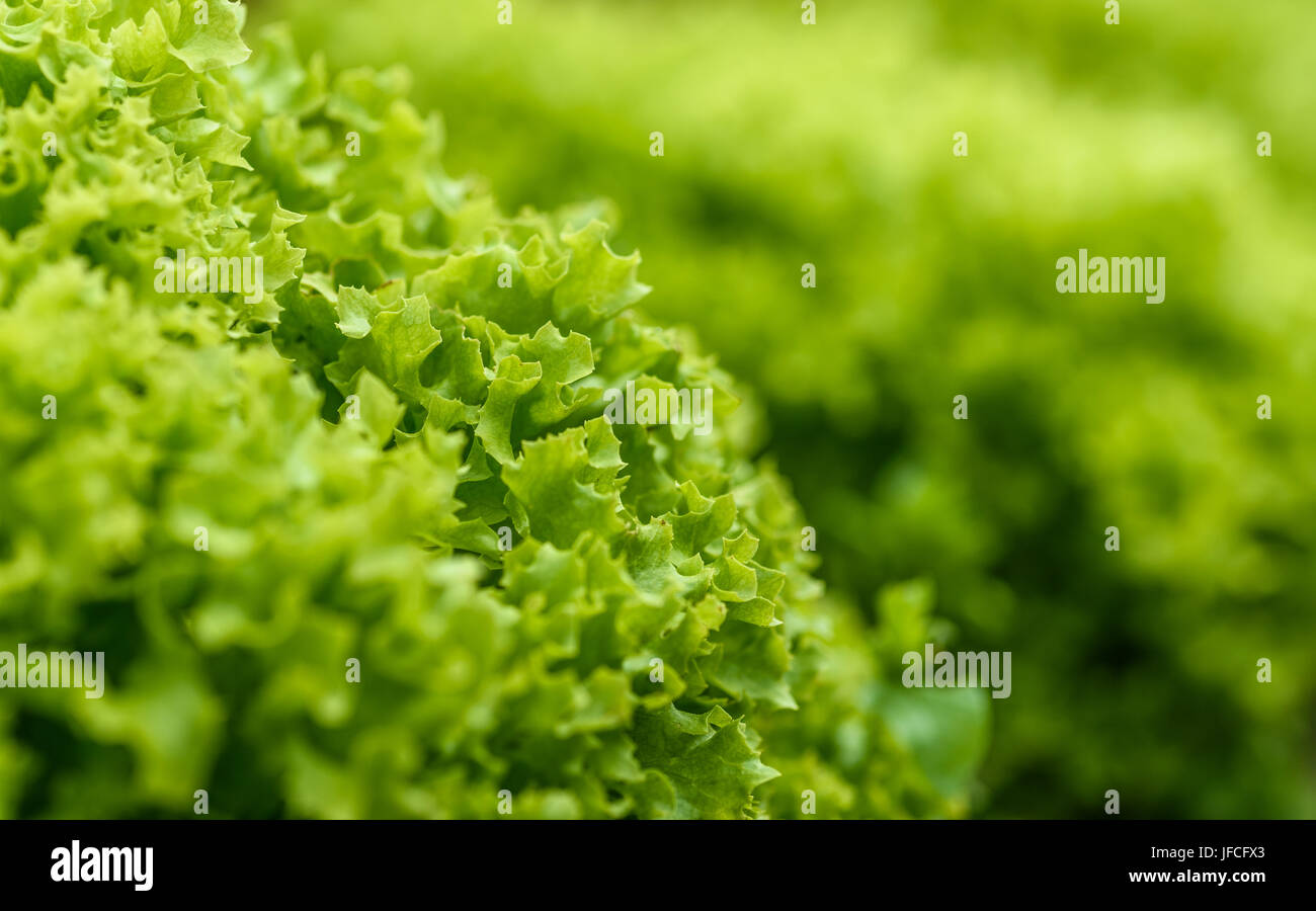 Green "Lollo" lettuce crop growing outdoors Stock Photo - Alamy