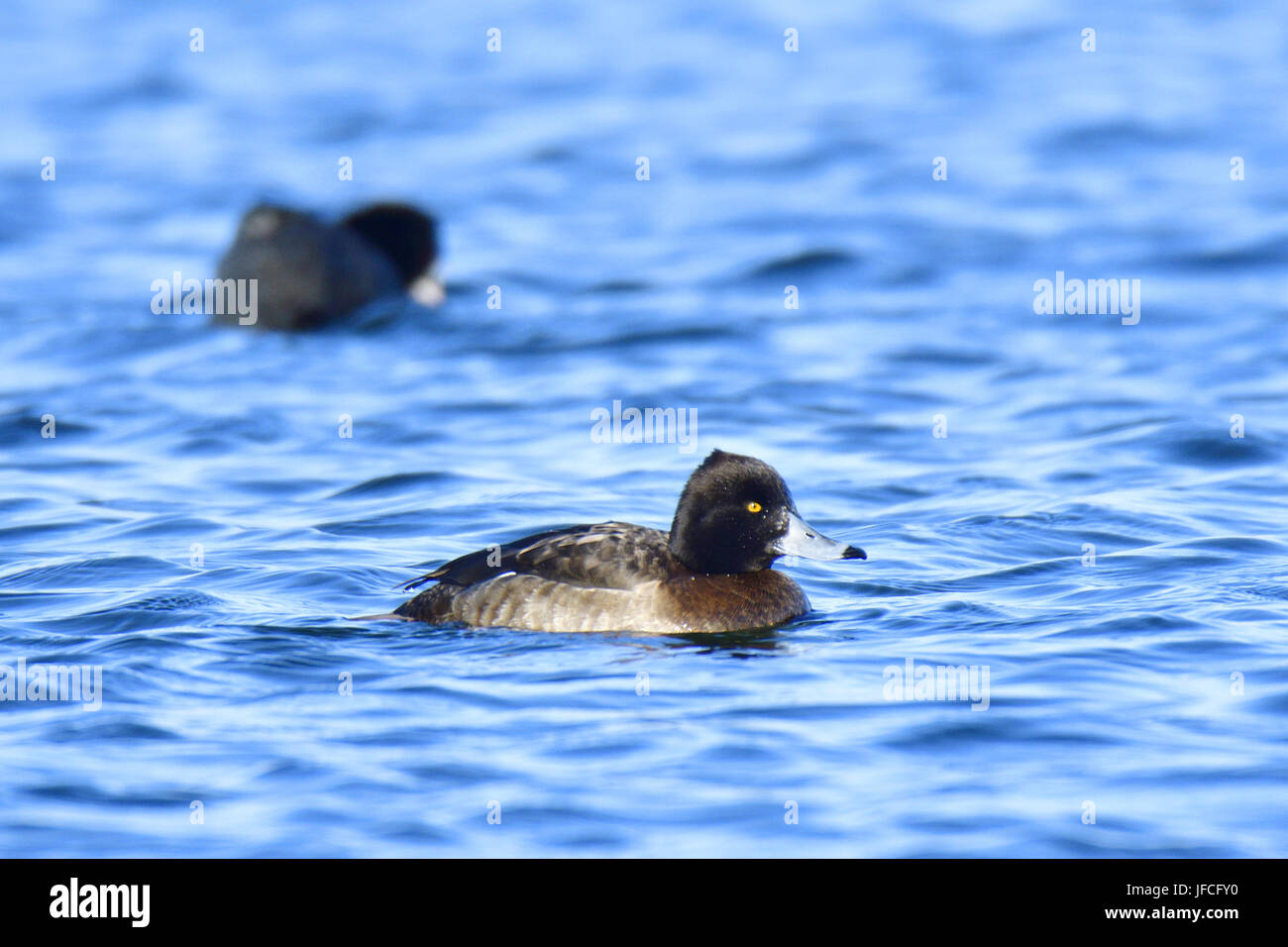 Tufted duck habitat hi-res stock photography and images - Alamy