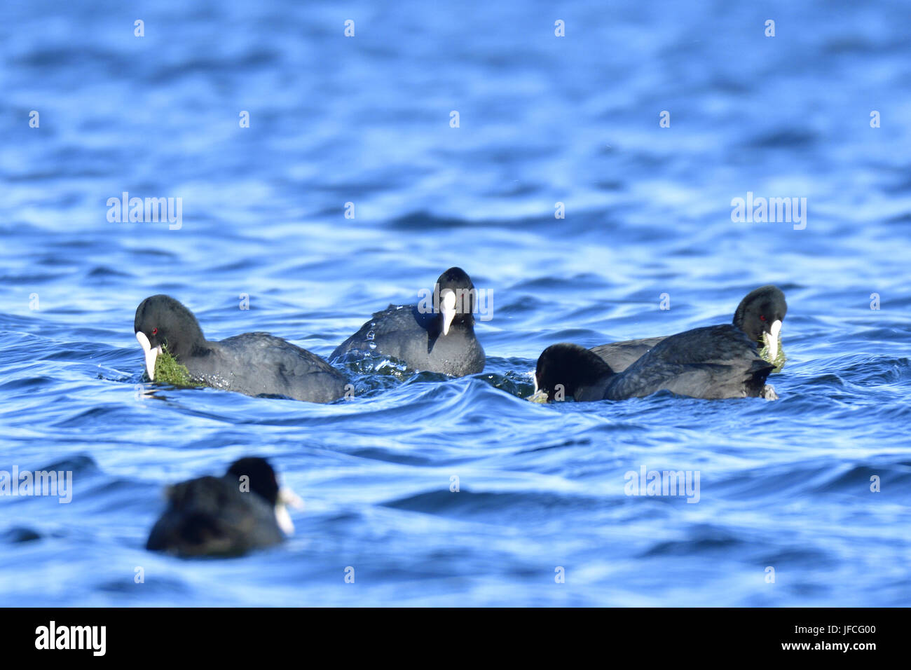 Coot feathers hi-res stock photography and images - Alamy