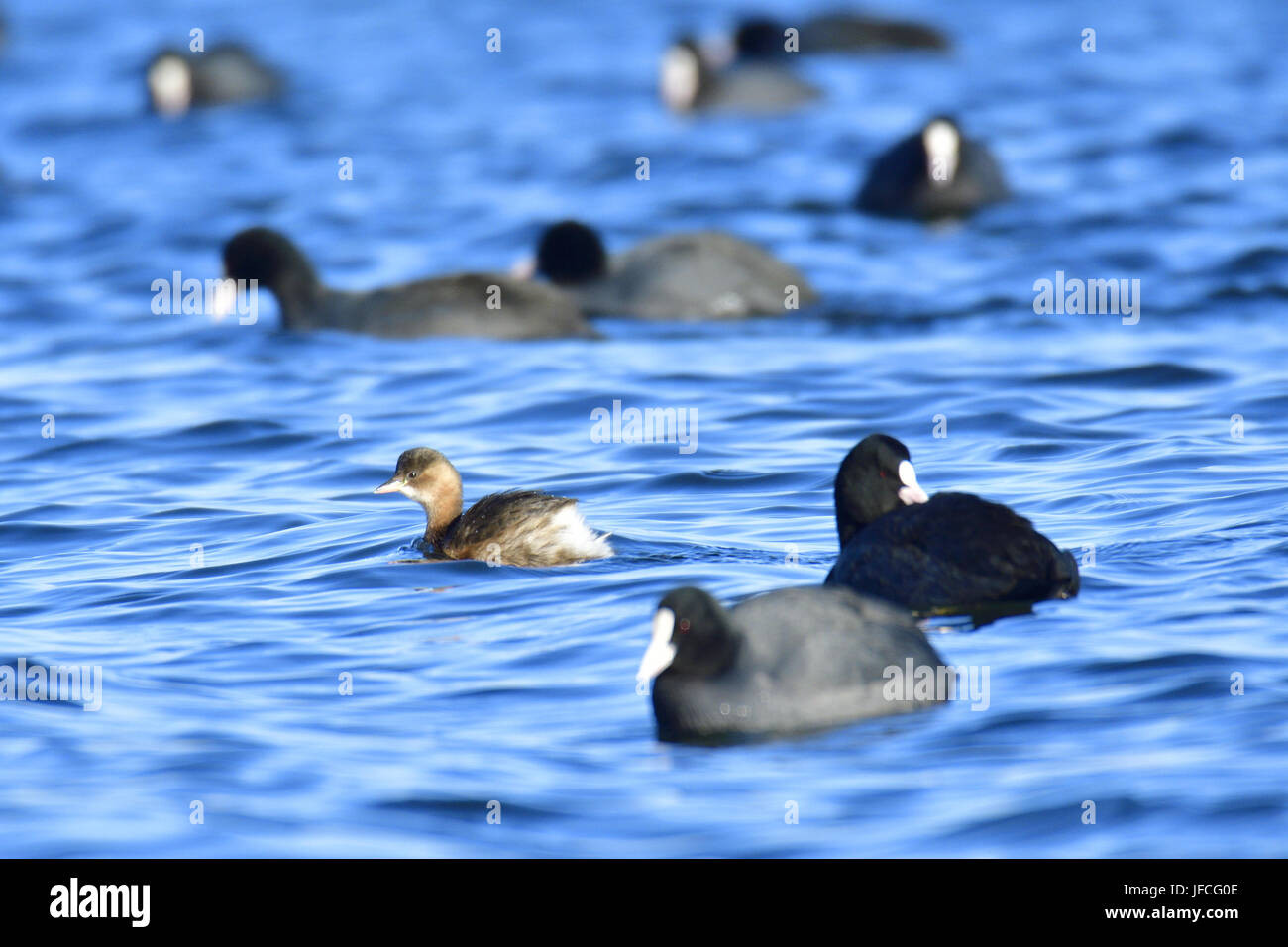 Little grebe winter hi-res stock photography and images - Alamy