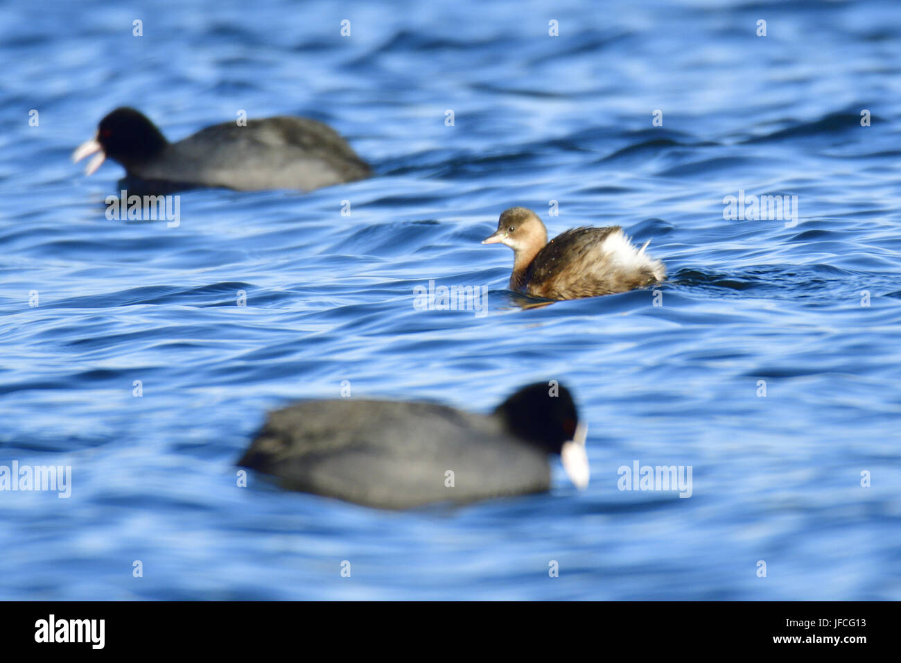 Little grebe winter hi-res stock photography and images - Alamy