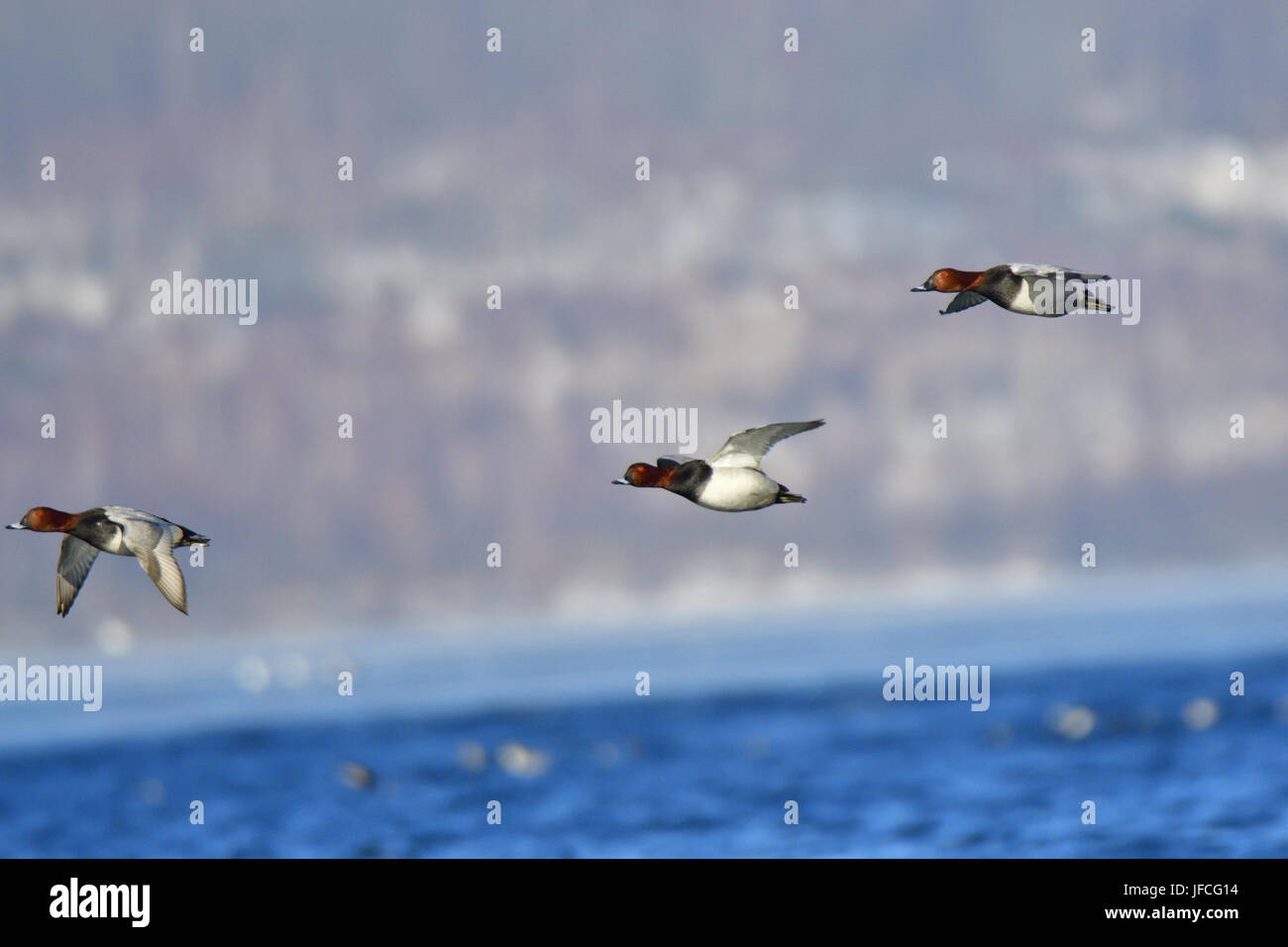 Male female common goldeneye hi-res stock photography and images - Alamy