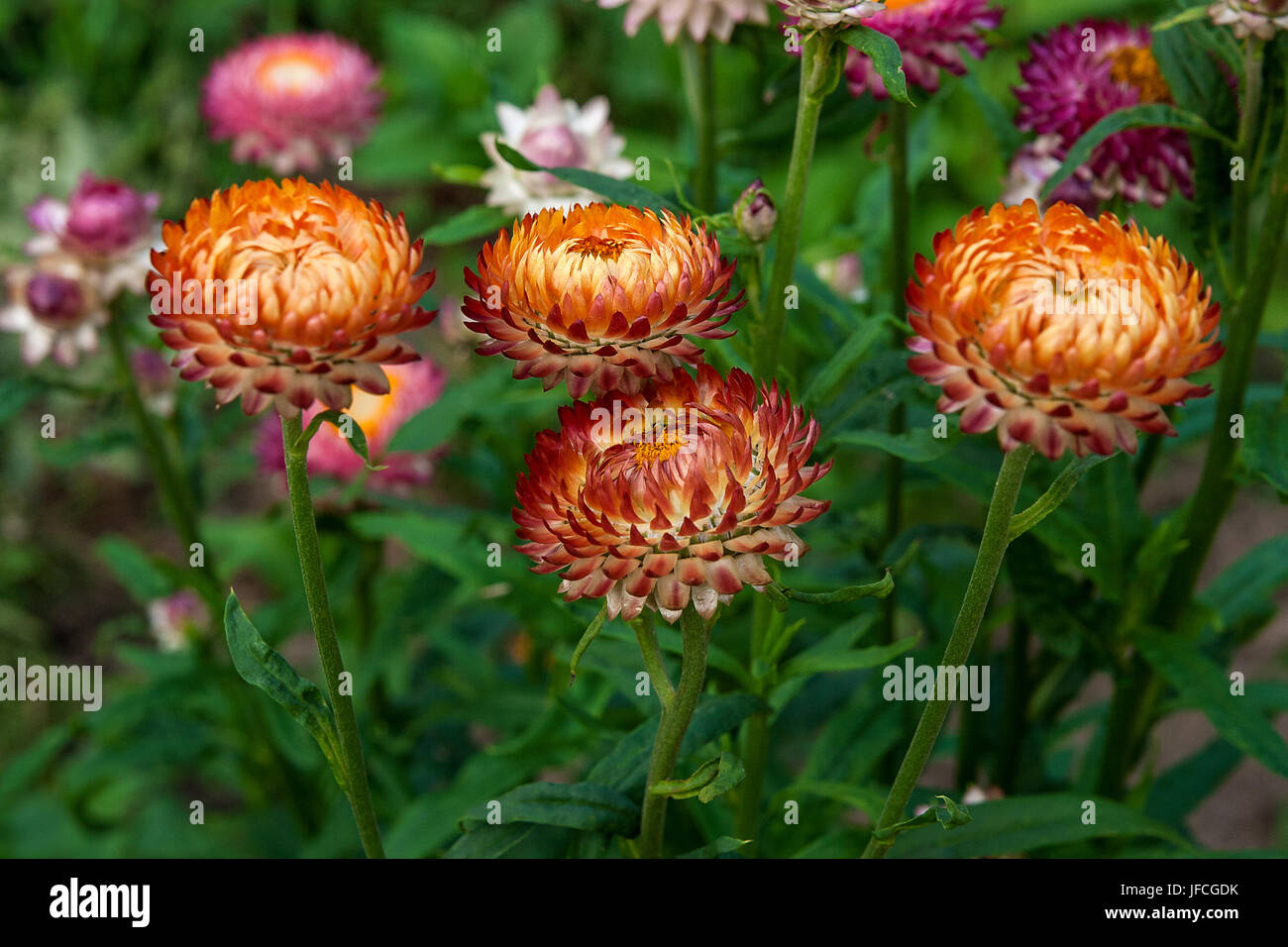 Straw flowers hi-res stock photography and images - Alamy