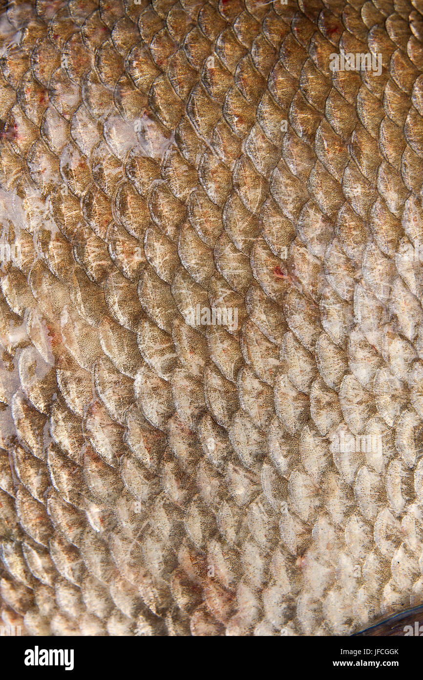 Close up view of the freshwater common bream or silver bream fish just ...