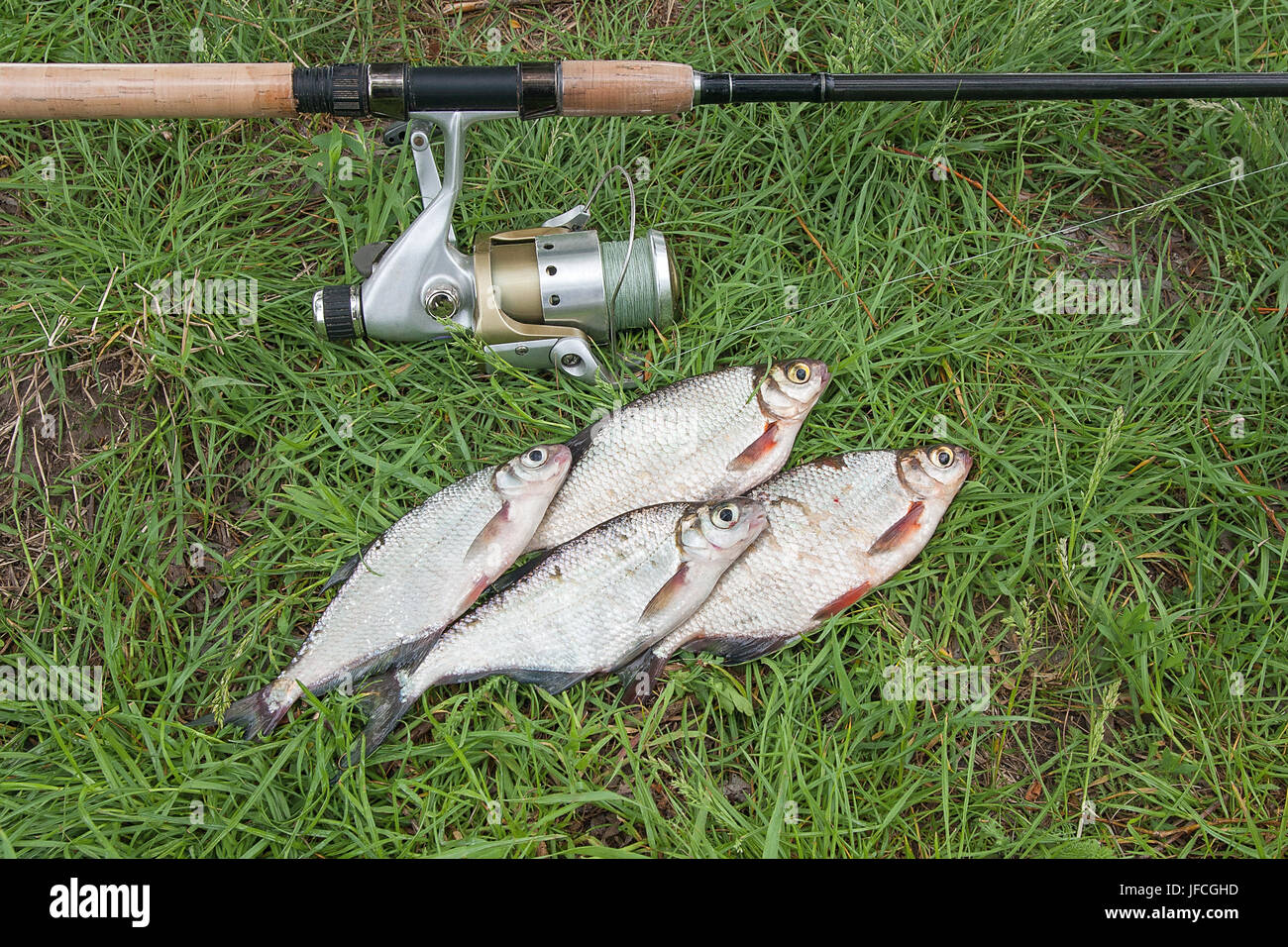 Just taken from the water freshwater fish white bream or silver fish ...