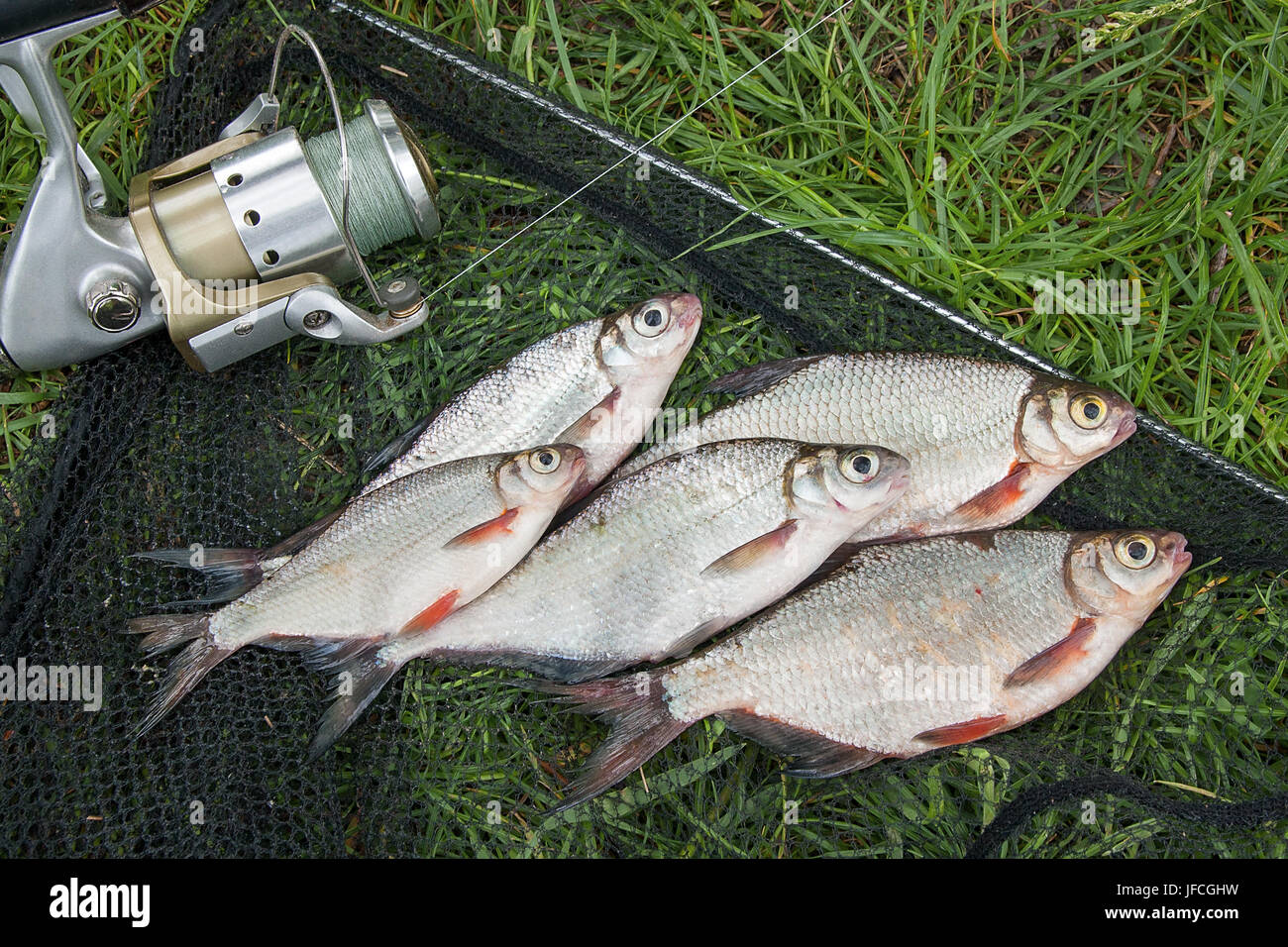 Just taken from the water freshwater fish white bream or silver fish ...