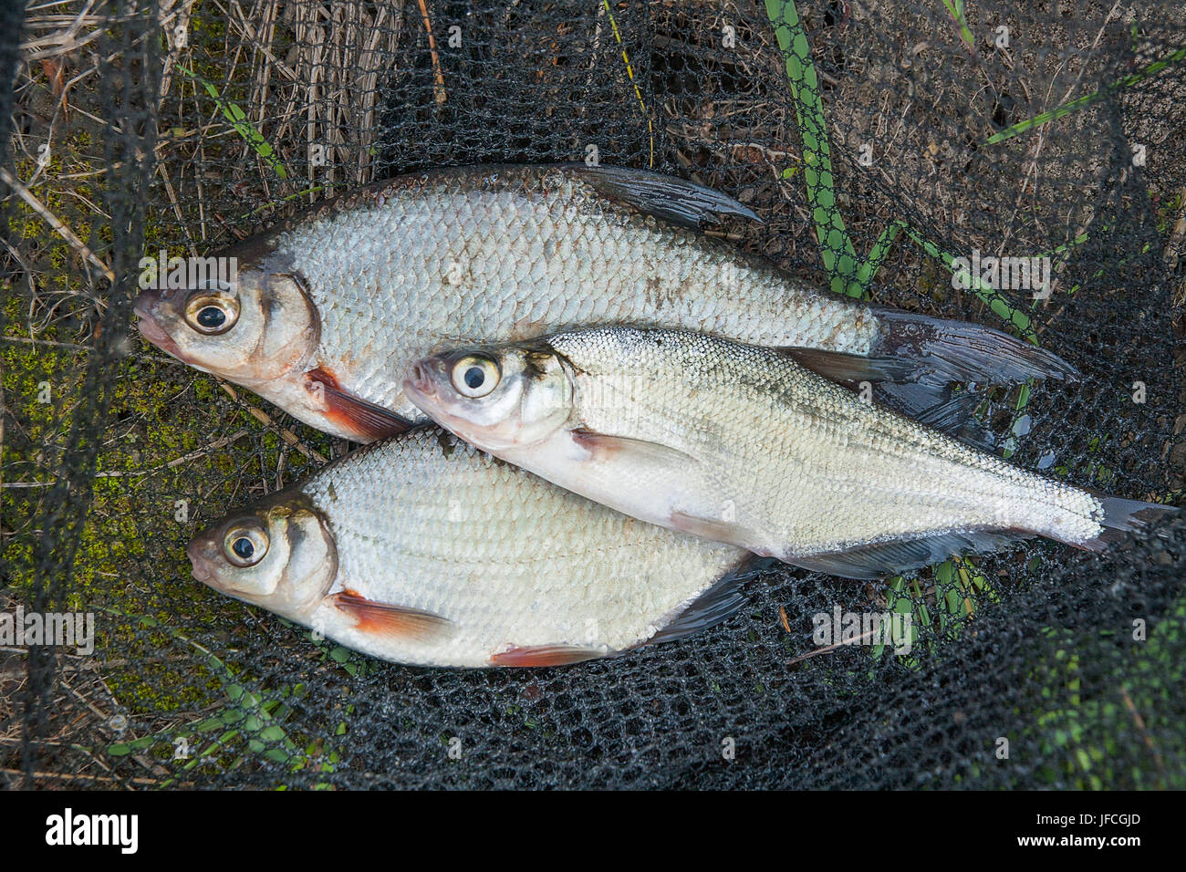 Blue fish scales close up hi-res stock photography and images - Alamy