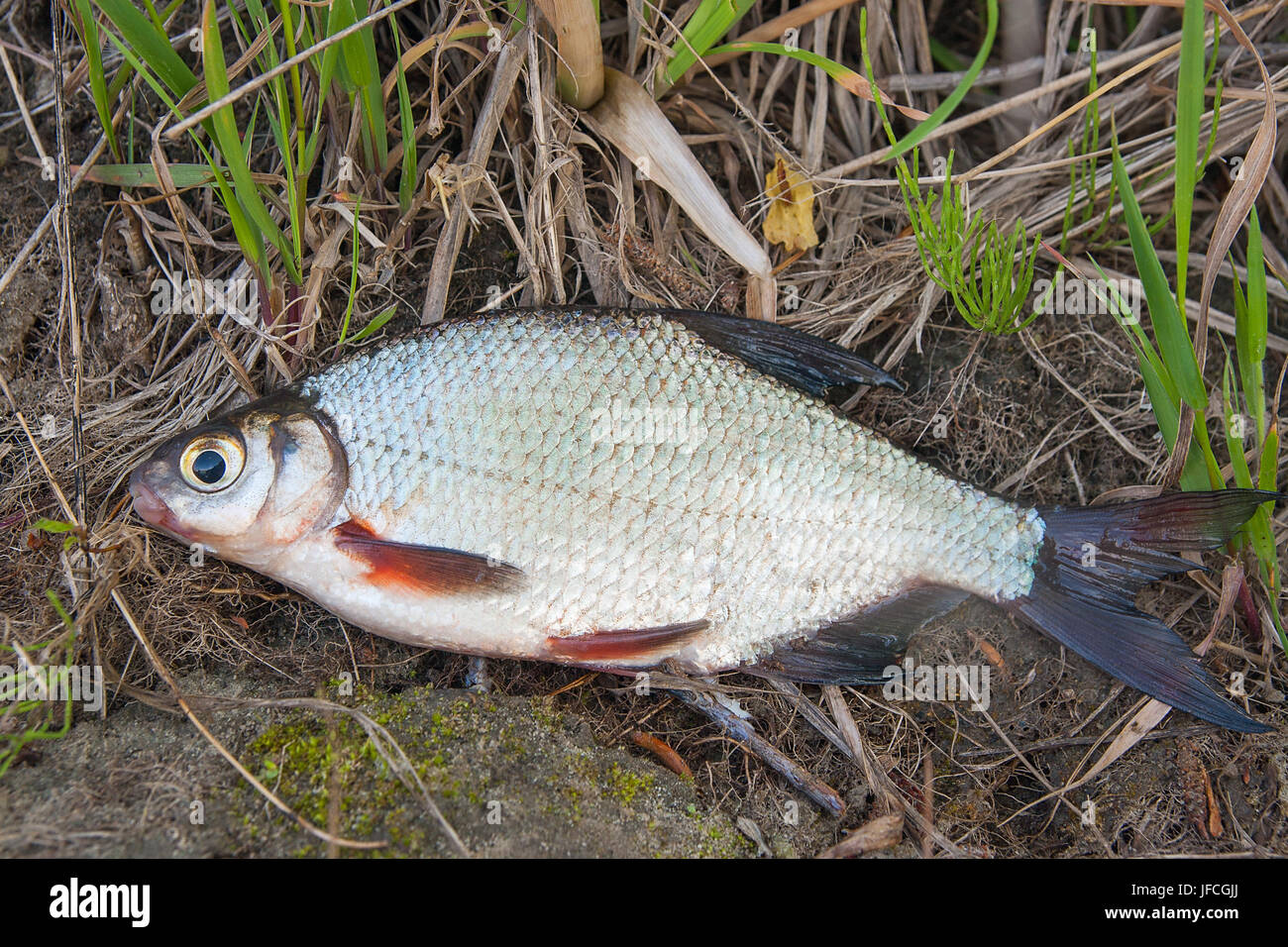 Close up view of the just taken from the water freshwater white bream ...