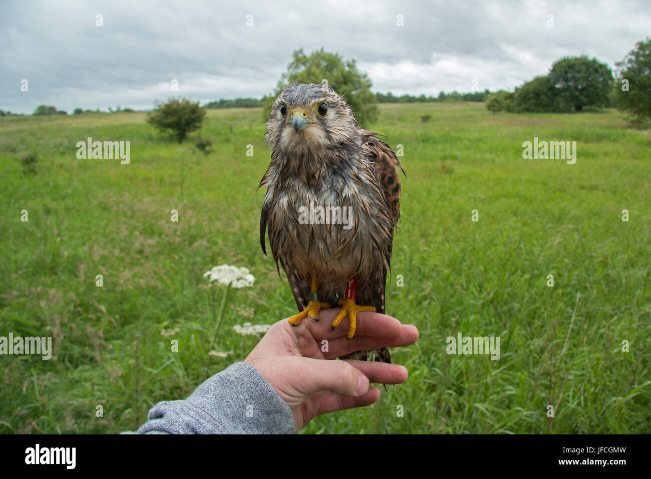 Robroyston hi-res stock photography and images - Alamy