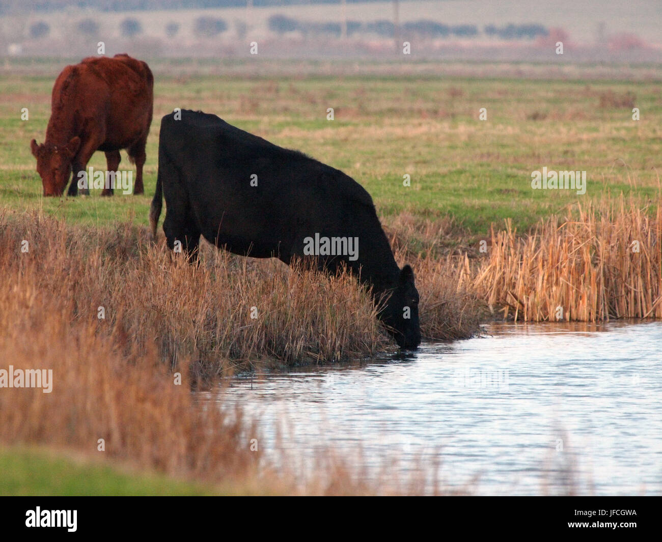 Cow drinking from a stream Stock Photo - Alamy