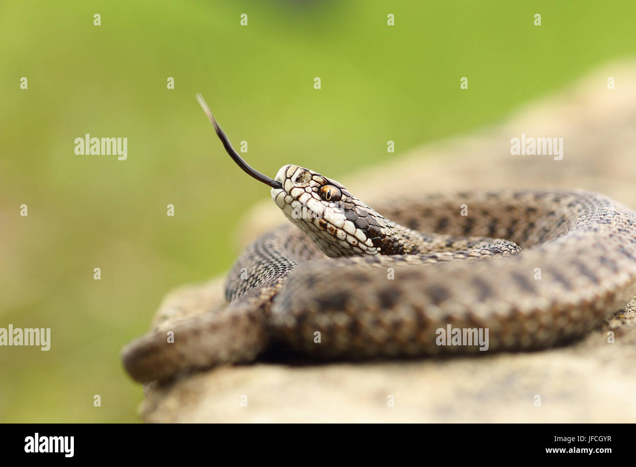 aggressive hungarian meadow viper tasting the air with its tongue ...