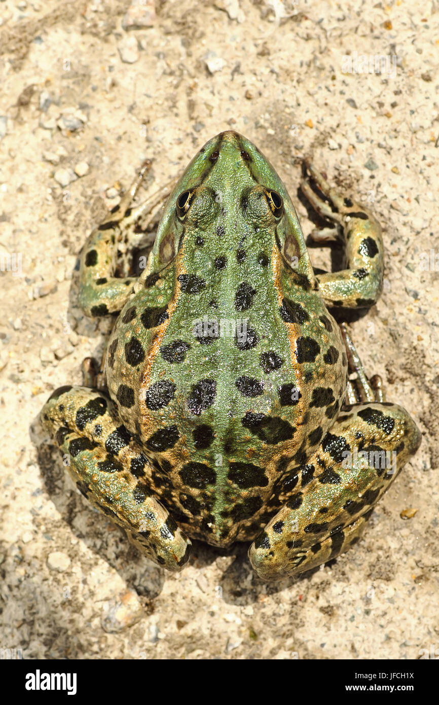 full length image of colorful marsh frog ( Pelophylax ridibundus Stock ...